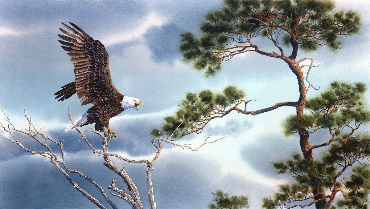 Bald Eagle in the Pines – Phil Capen Art