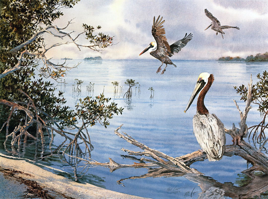 Brown Pelicans – Phil Capen Art