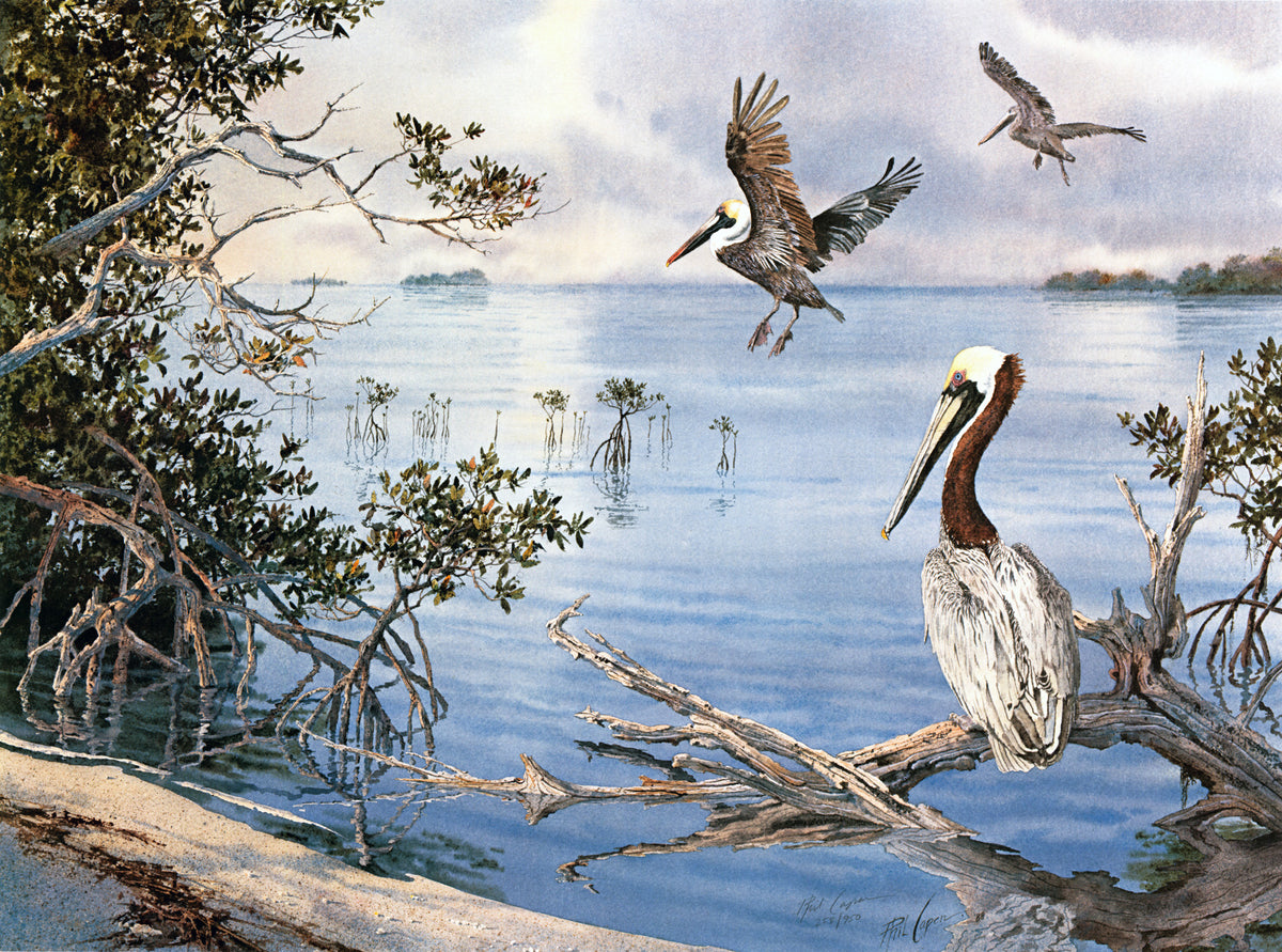 Brown Pelicans – Phil Capen Art