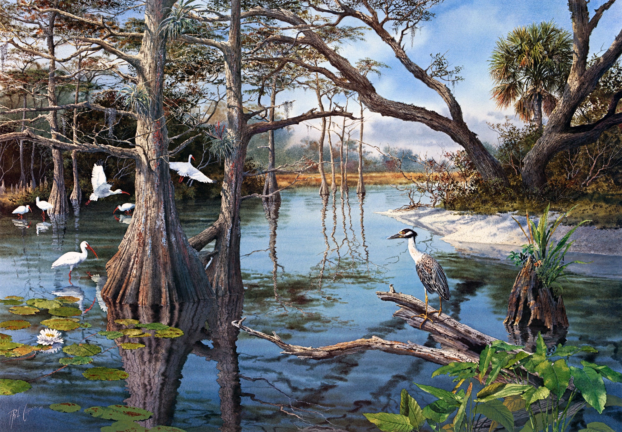 Cypress Creek – Phil Capen Art