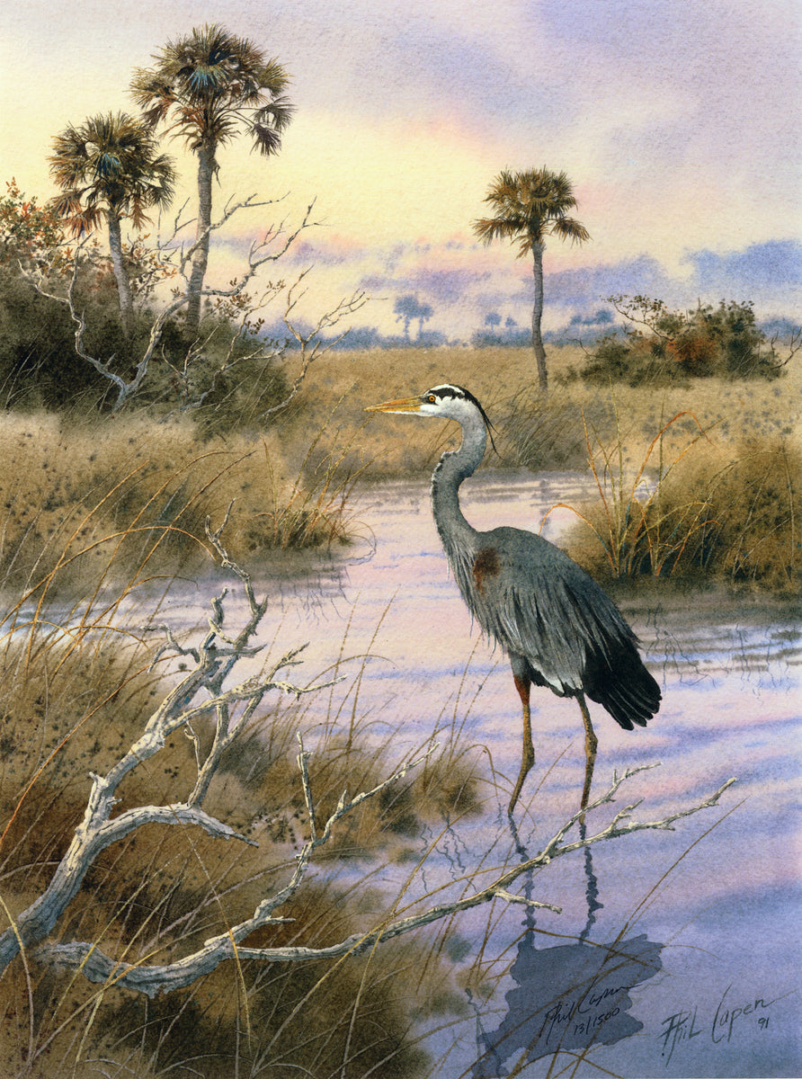 Great Blue Heron – Phil Capen Art
