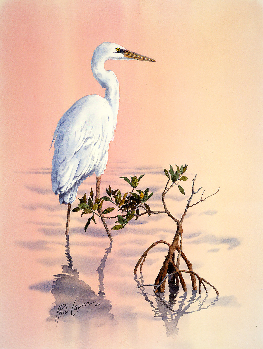 Great White Heron – Phil Capen Art
