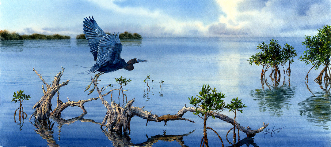 Little Blue Heron – Phil Capen Art