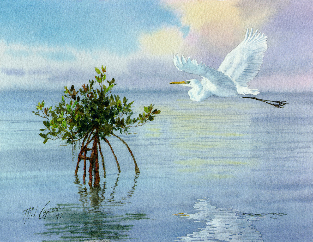 Mangrove Reflections – Phil Capen Art