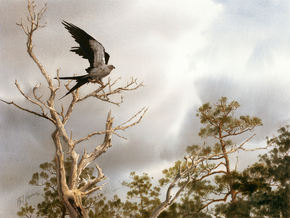 Pinelands Hunter – Phil Capen Art