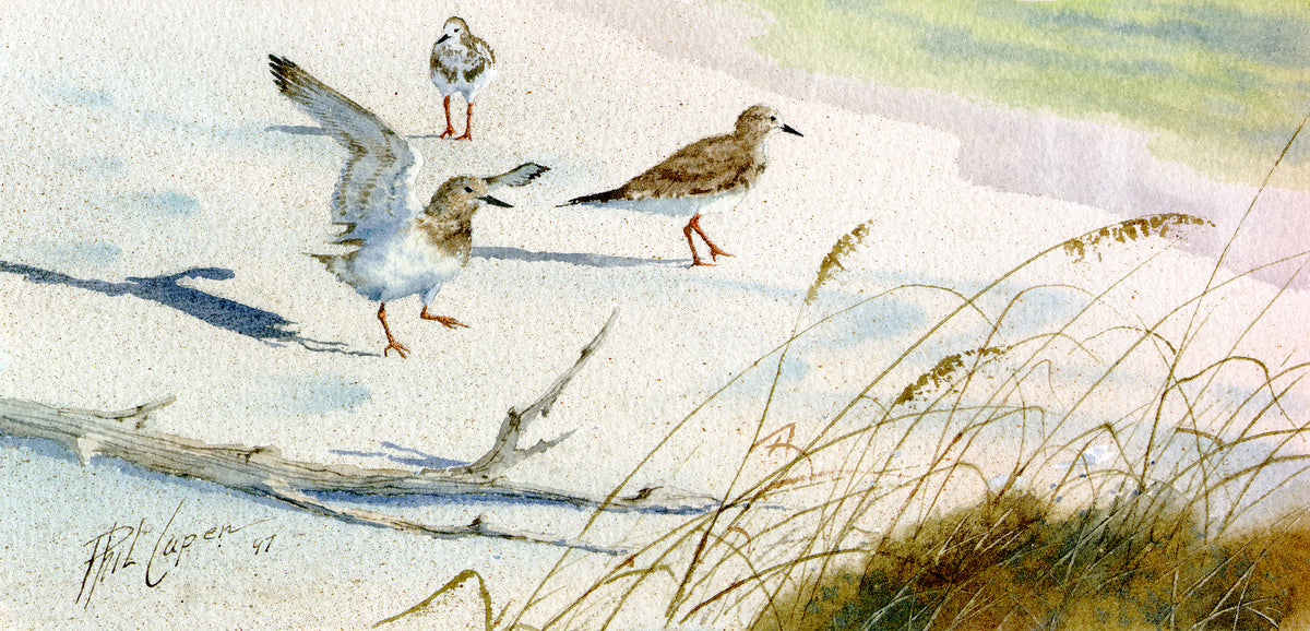 Ruddy Turnstones I – Phil Capen Art