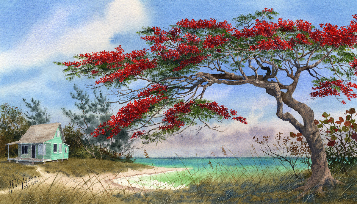 Windswept Poinciana – Phil Capen Art